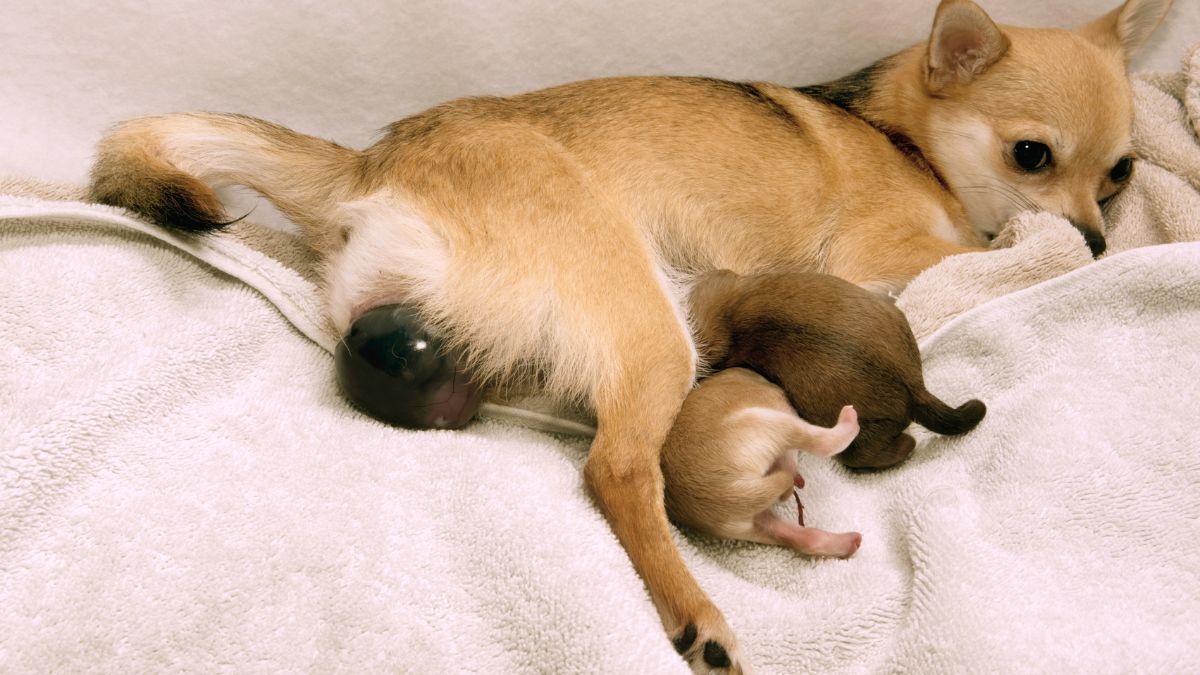 7 Ciri-Ciri Anjing Mau Melahirkan! - KlikDokter